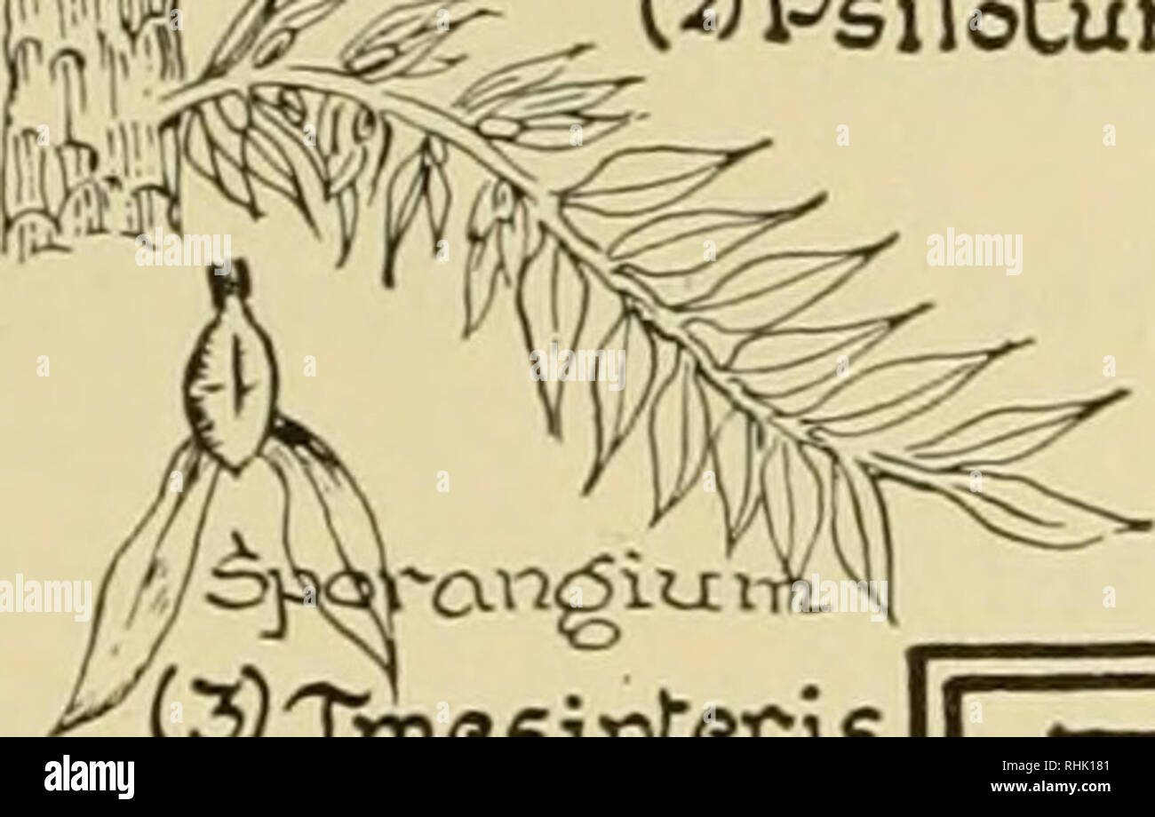 Tmesipteris hi-res stock photography and images - Alamy