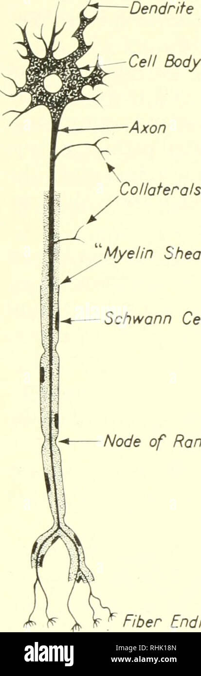 Neuron Model Labeled Nissl Bodies