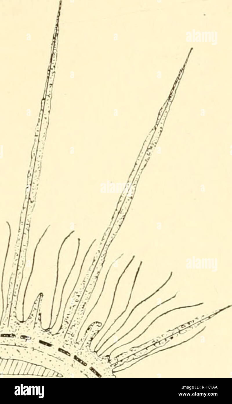 . The biology of the Protozoa. Protozoa; Protozoa. Fig. 160 ...