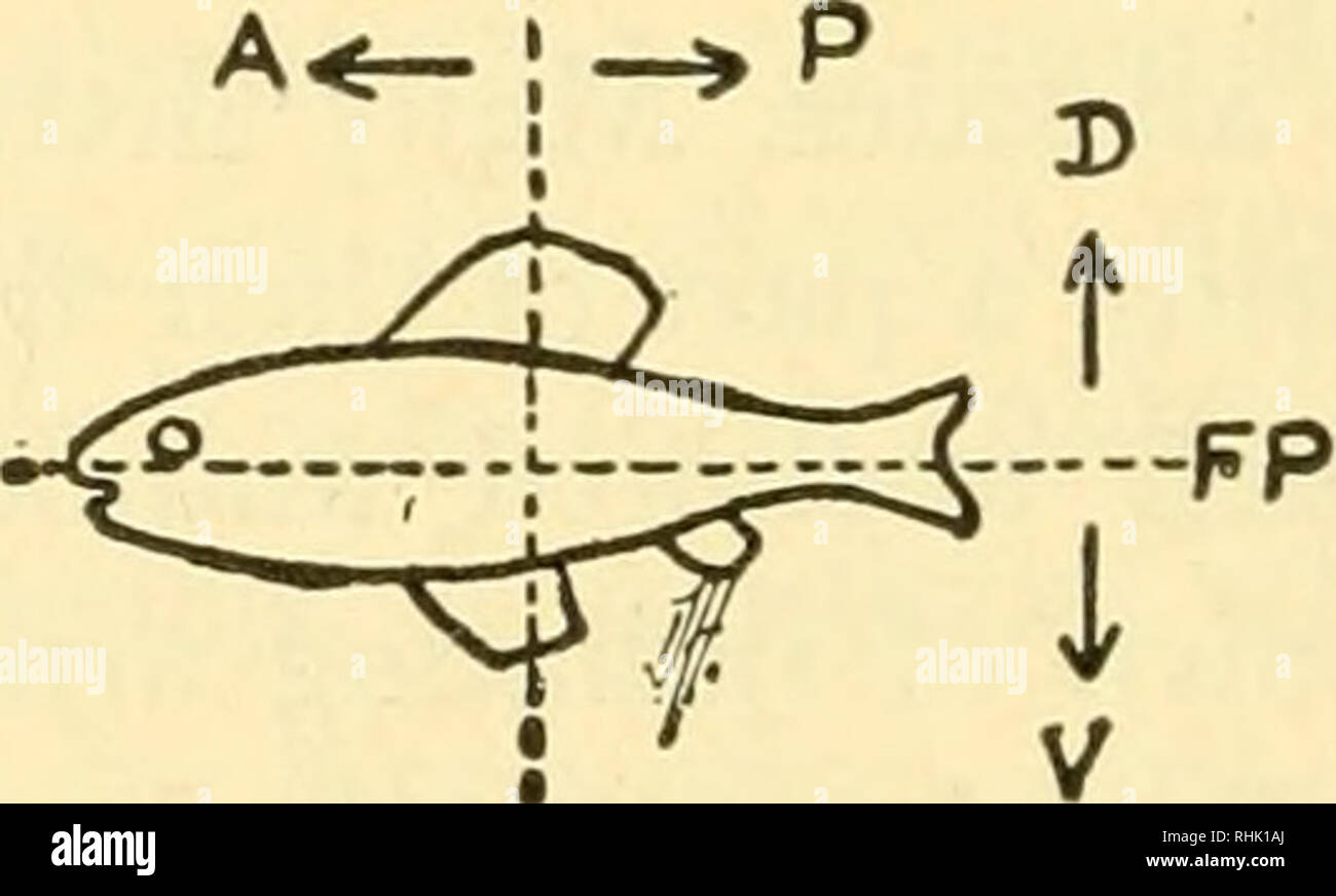 Sagittal planes hi-res stock photography and images - Alamy