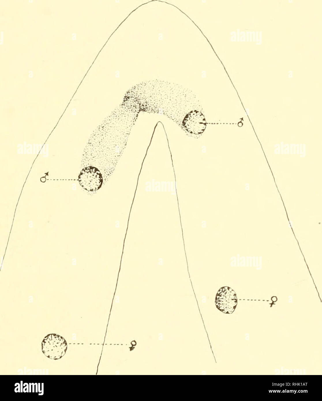 . The biology of the protozoa. Protozoa; Protozoa. PHENOMENA ...