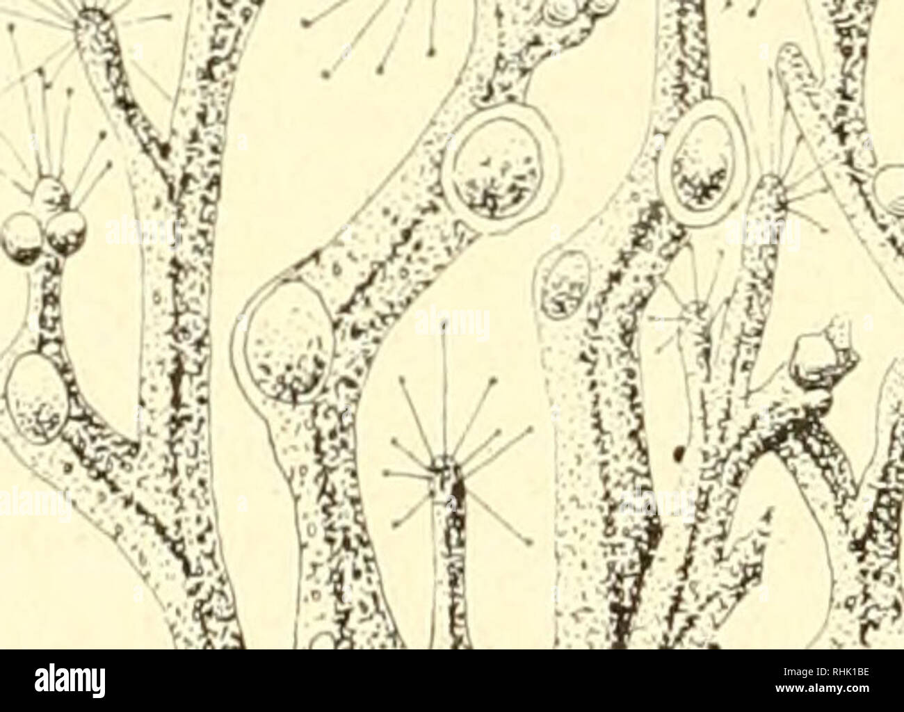 . The biology of the Protozoa. Protozoa; Protozoa. 368 BIOLOGY OF THE ...