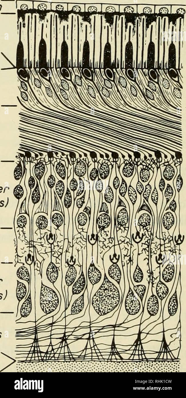 Internal Limiting Membrane Eye