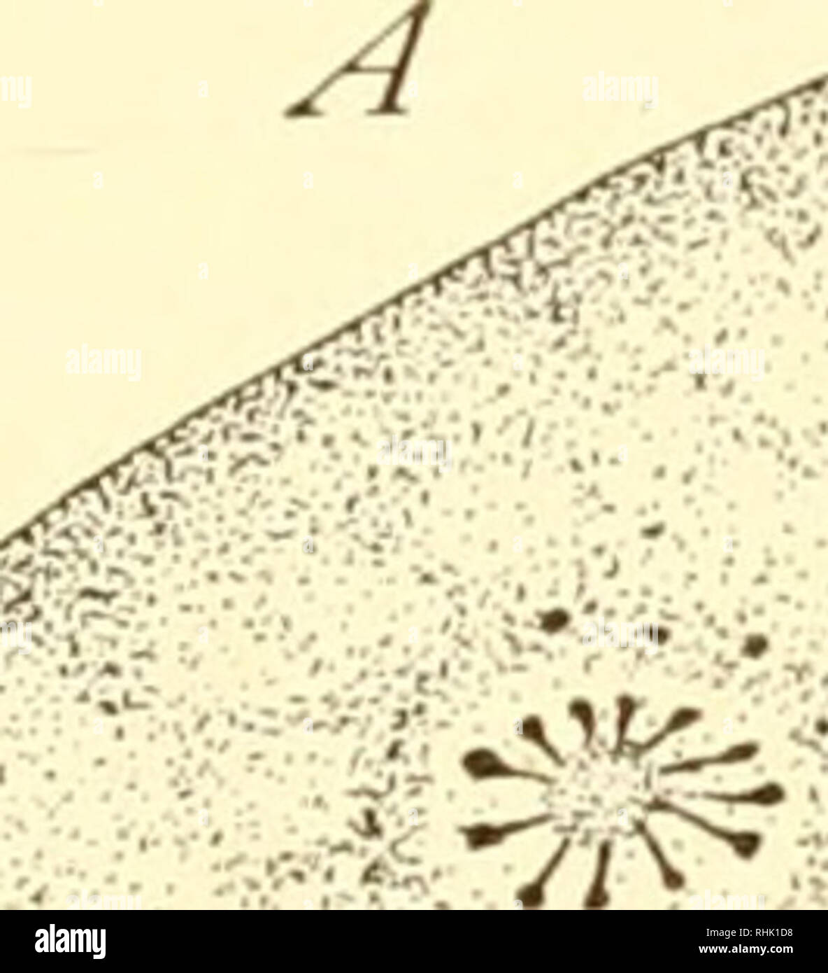 Stylonychia pustulata hi-res stock photography and images - Alamy
