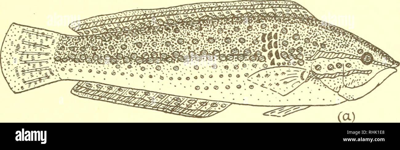 Longley fish hi-res stock photography and images - Alamy