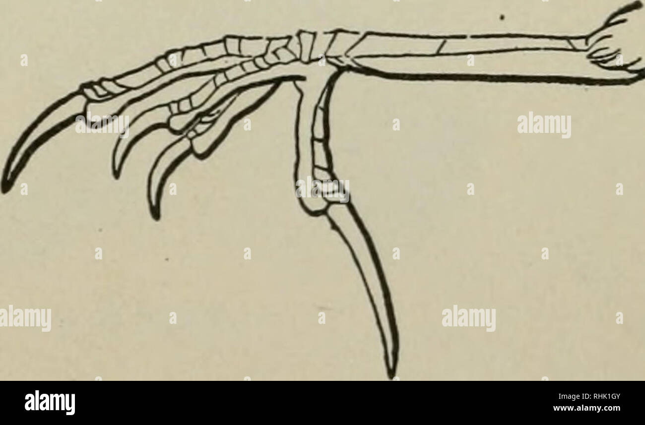 Zygodactylous feet hi-res stock photography and images - Alamy