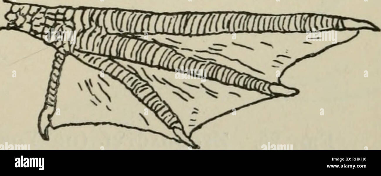 . The bird book. Birds. Fig. 22. Excised Web Foot of Black Tern (Life ...