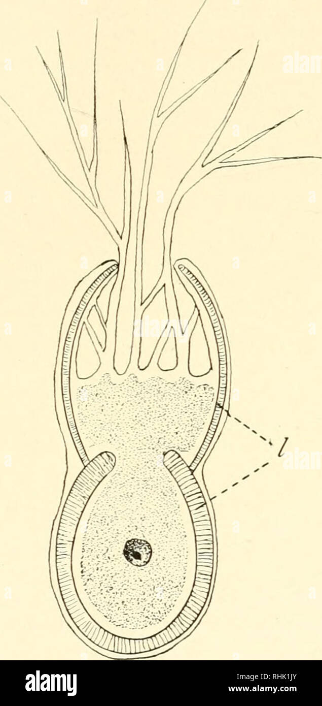 Sarcodina hi-res stock photography and images - Alamy