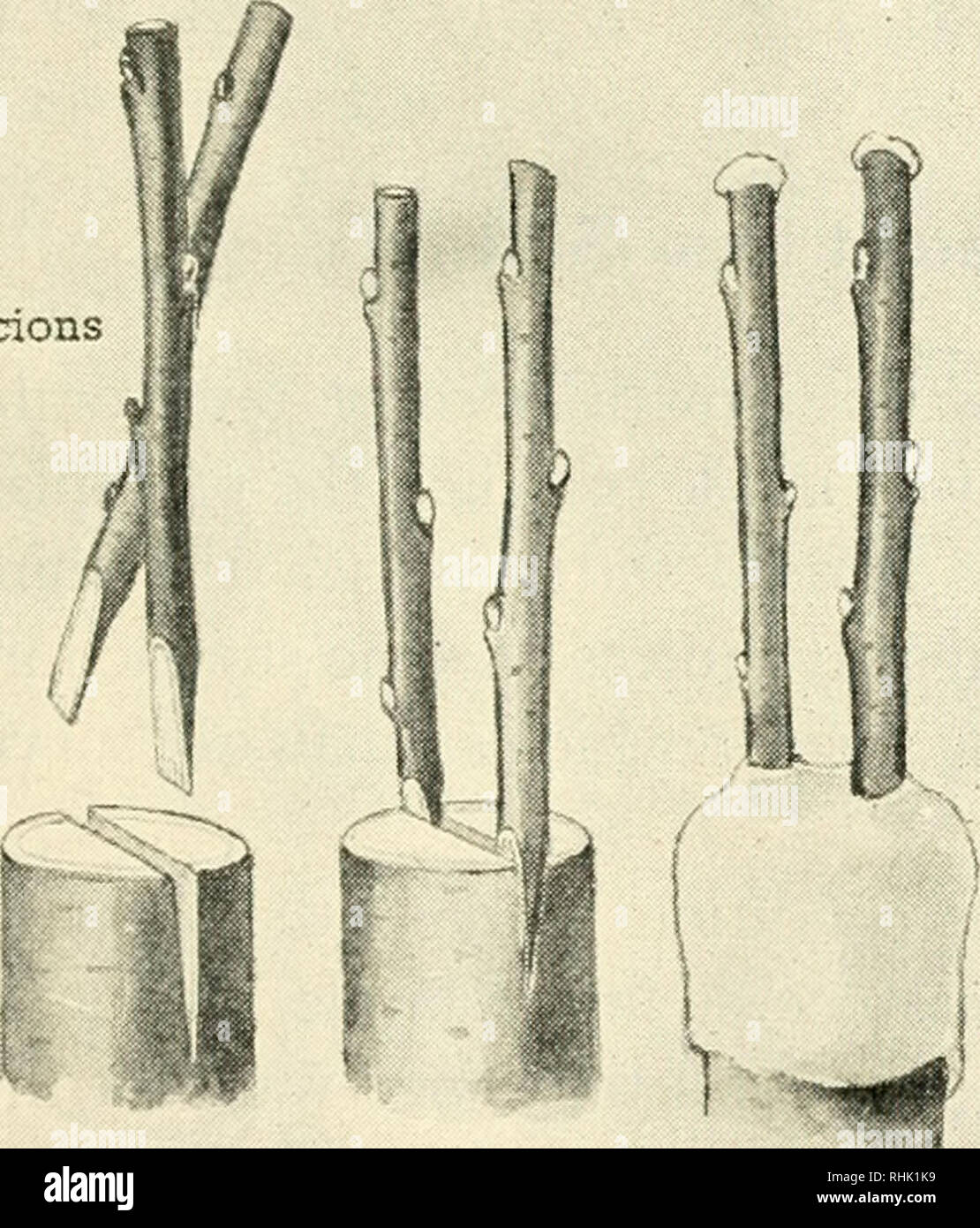 . Biology and man. Biology; Human beings. Side graft Scions. Inserted ...