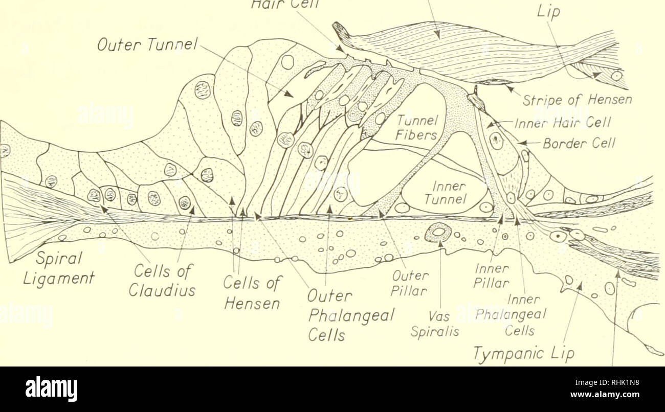 Basilar Membrane Ear