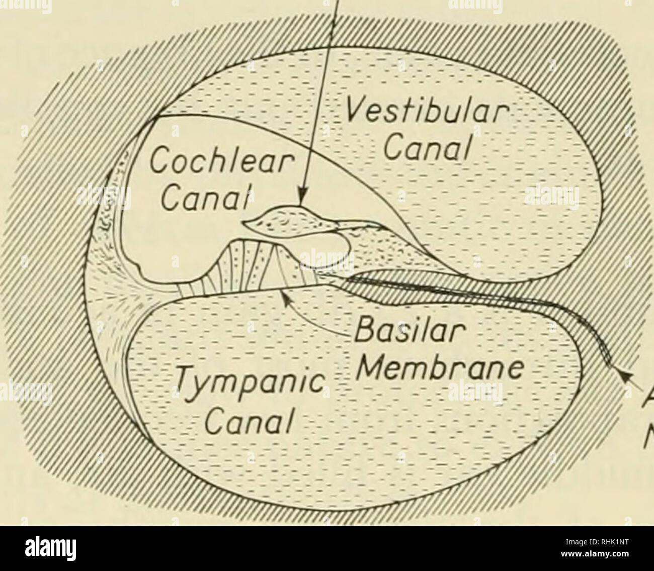 Normal tympanic membrane hi-res stock photography and images - Alamy