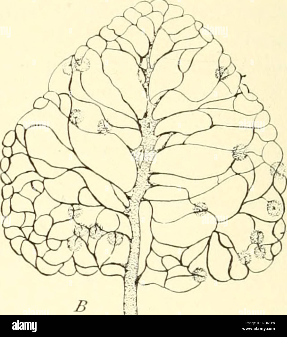 . The biology of the Protozoa. Protozoa; Protozoa. Fig. 146.—Fruiting ...