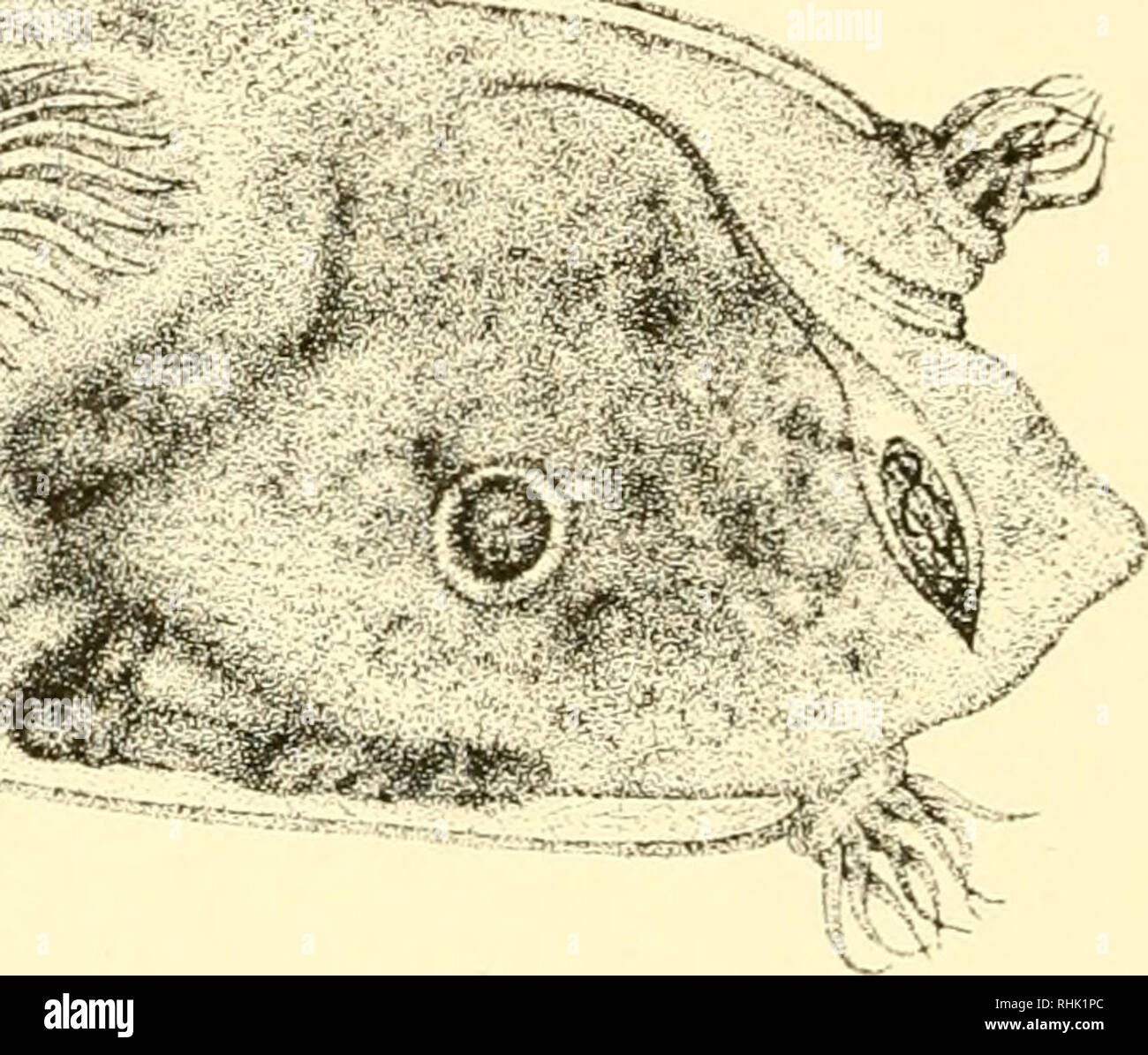 . The biology of the protozoa. Protozoa; Protozoa. 27G BIOLOGY OF THE ...