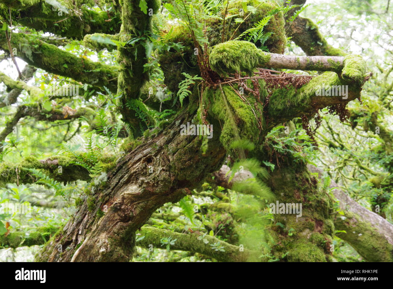 Twisted, Gnarly, Stunted Moss Covered Sessile Oak Trees (Quercus ...