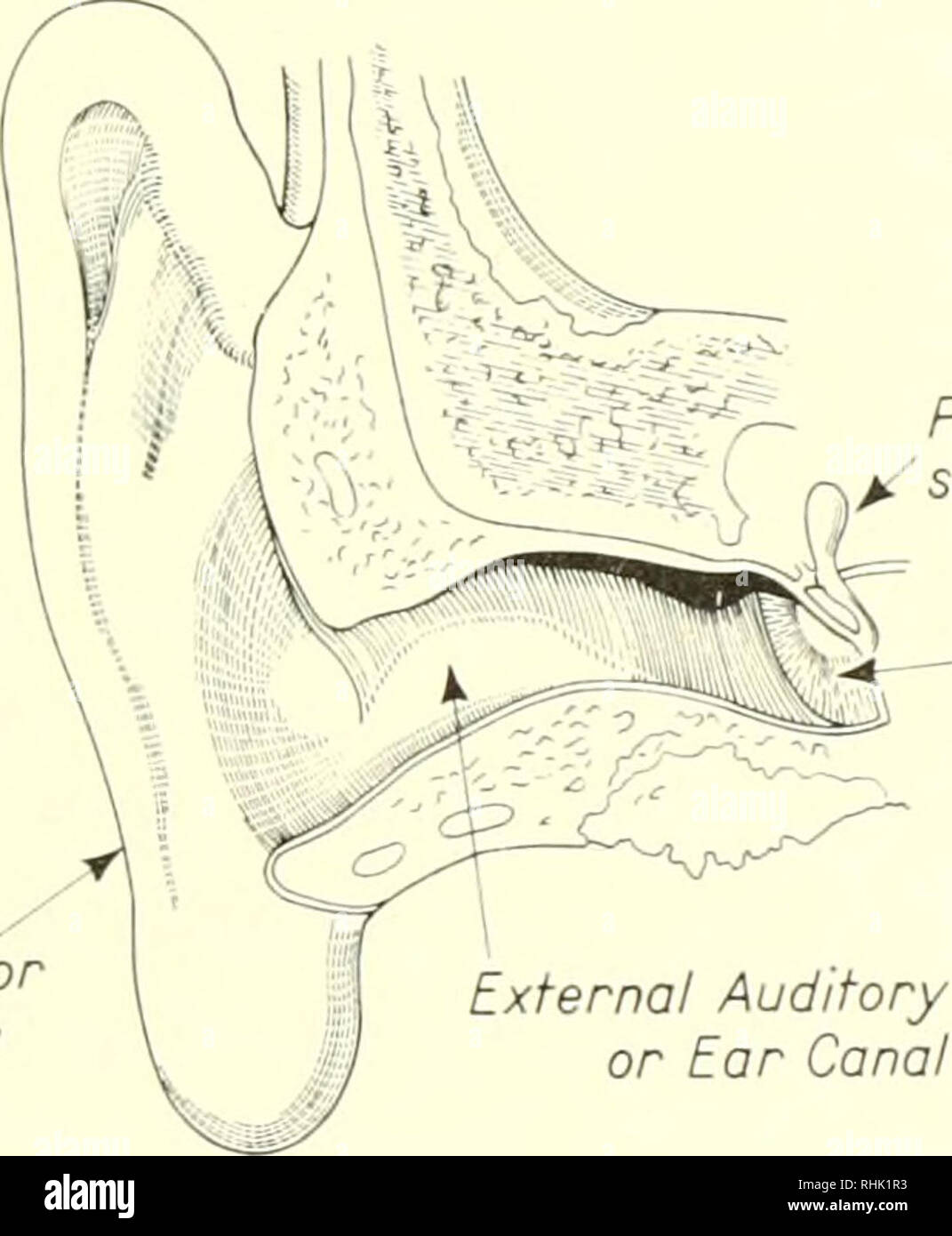 . Biophysical science. Biophysics. I : 4/ Sound and the Ear 19 location ...