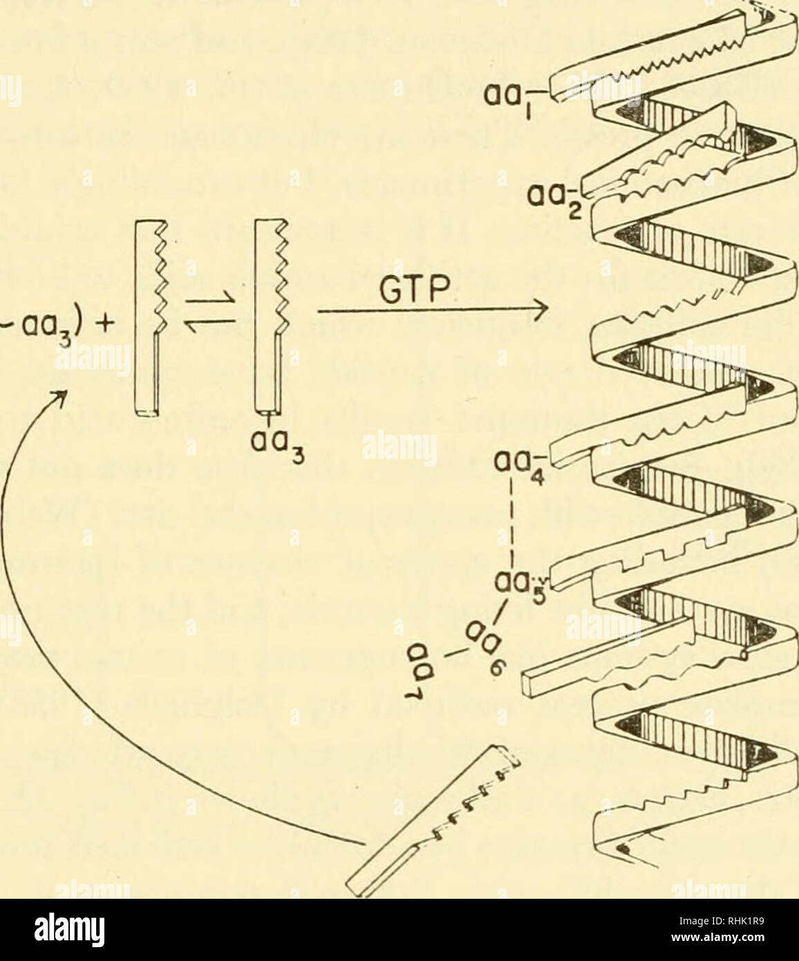 Transfer rna hi-res stock photography and images - Alamy