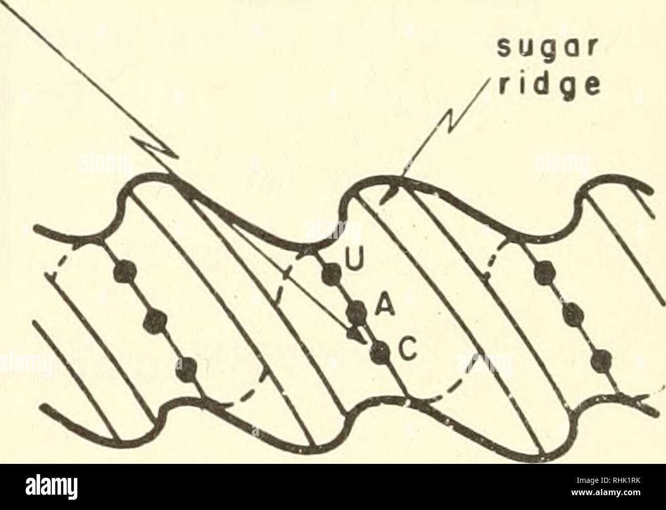 Helical ridge hi-res stock photography and images - Alamy