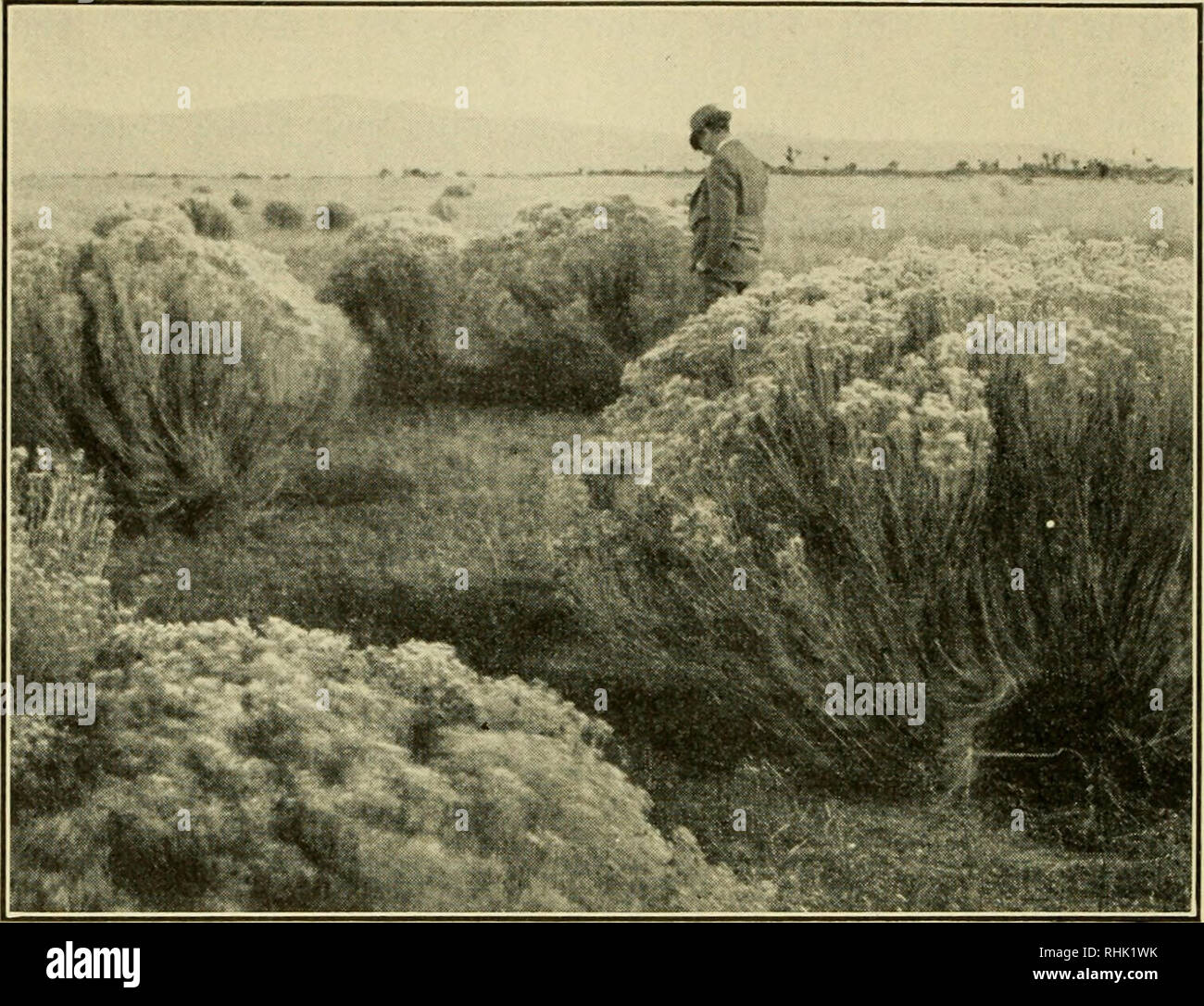 Chrysothamnus species hi-res stock photography and images - Alamy