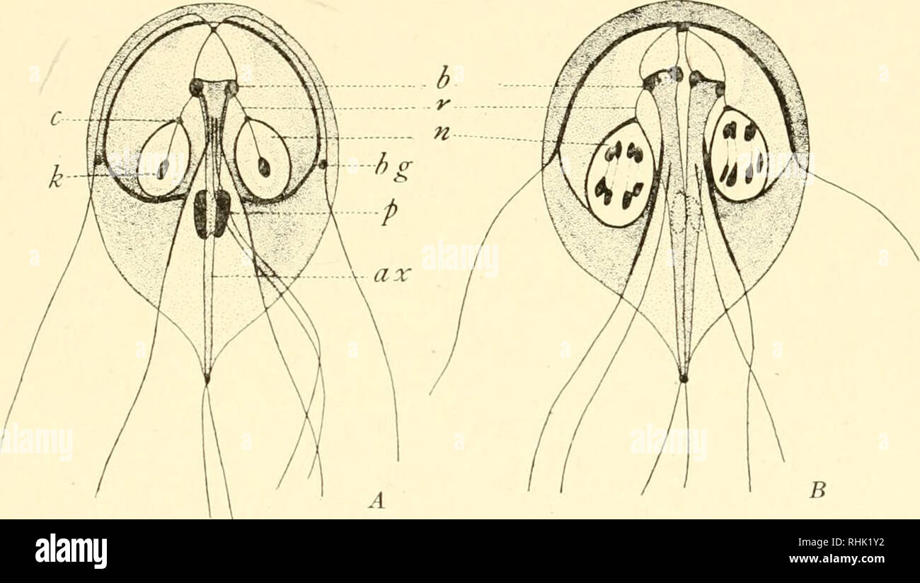 Mastigophora hi-res stock photography and images - Alamy
