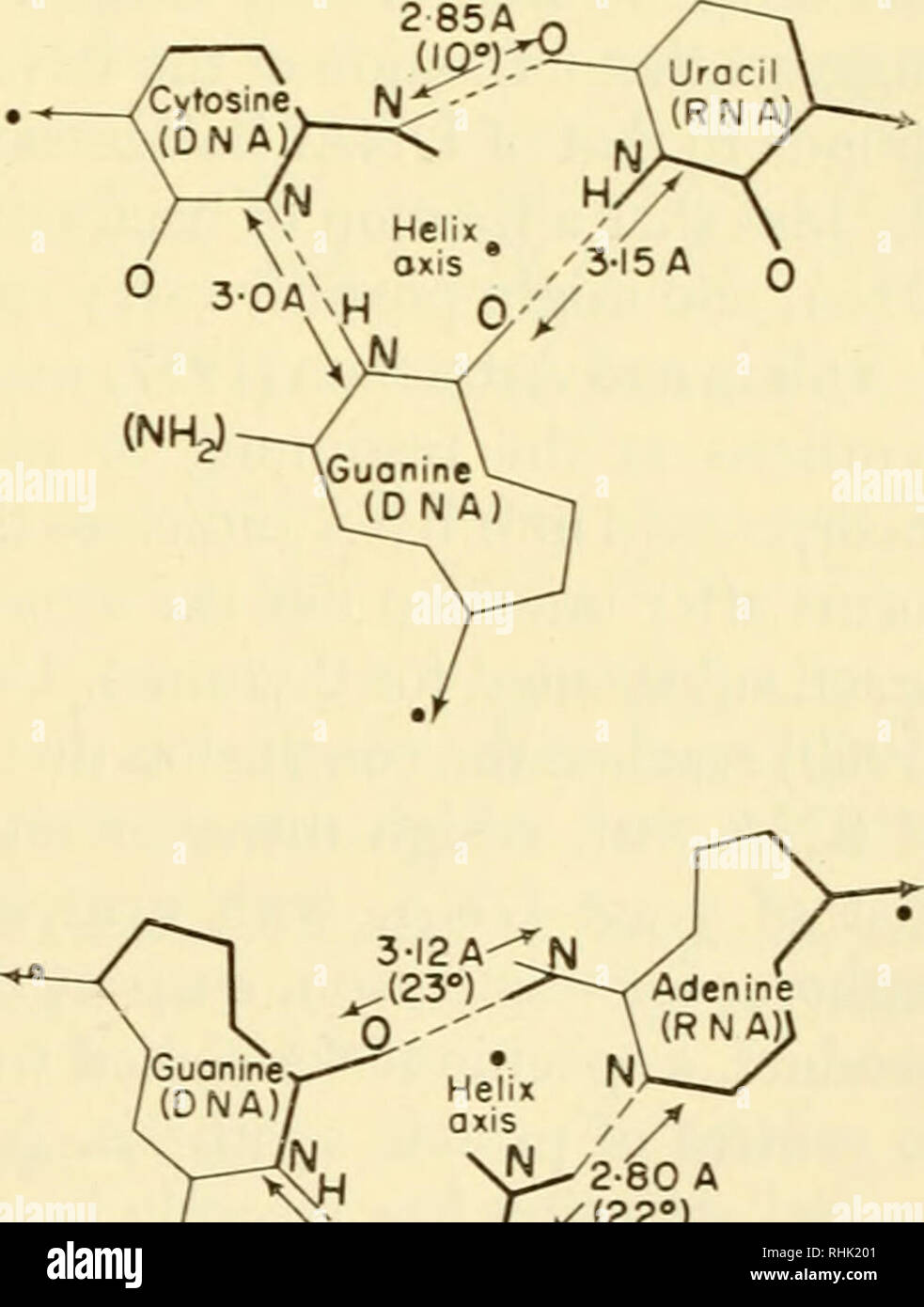 Purine biosynthesis hi-res stock photography and images - Alamy