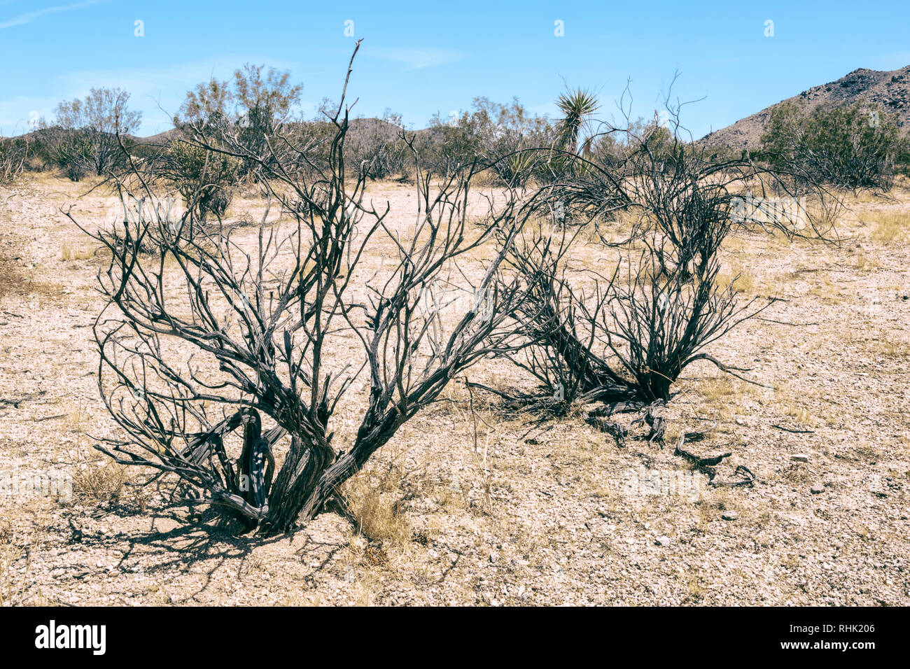 Desert bush hi-res stock photography and images - Alamy
