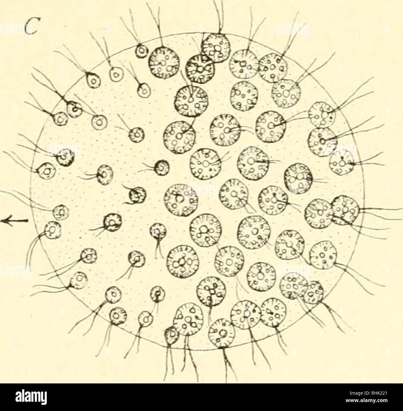 . The biology of the Protozoa. Protozoa; Protozoa. Fig. 135.—Types of ...