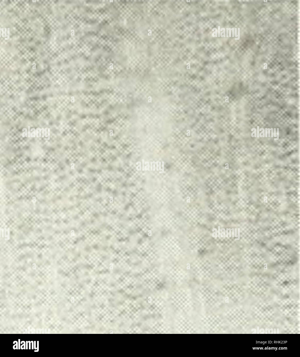 . Bird blow flies (Protocalliphora) in North America (Diptera ...