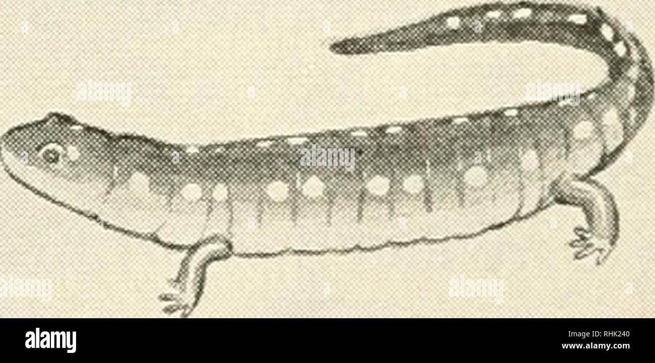 Human individual metamorphosis hi-res stock photography and images - Alamy