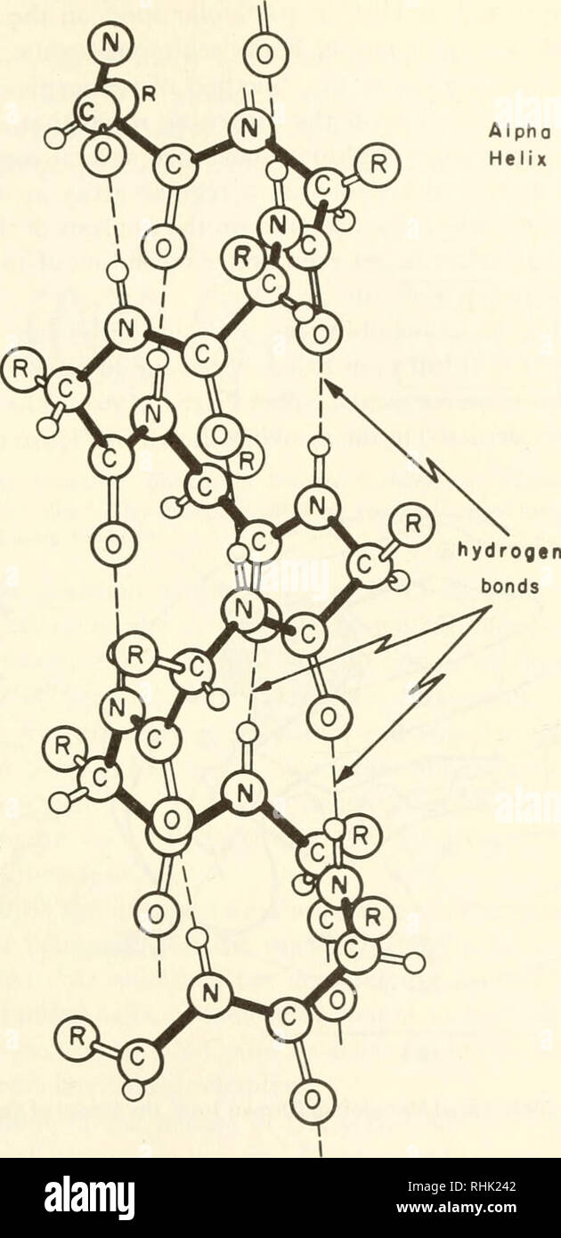 Alpha Helix R Groups