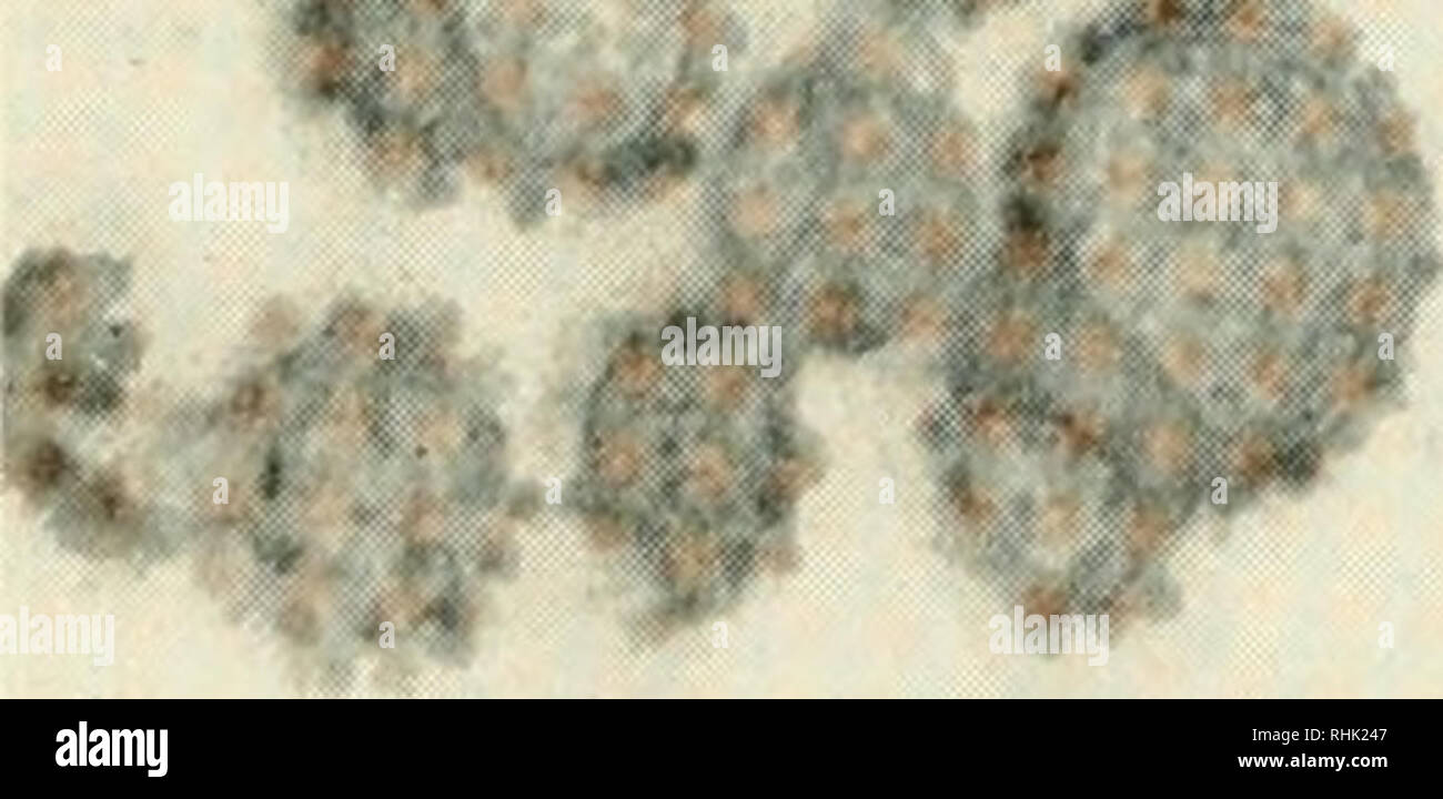 . The biosynthesis of proteins. Proteins -- Synthesis. VHP VHp ^^ Fig ...