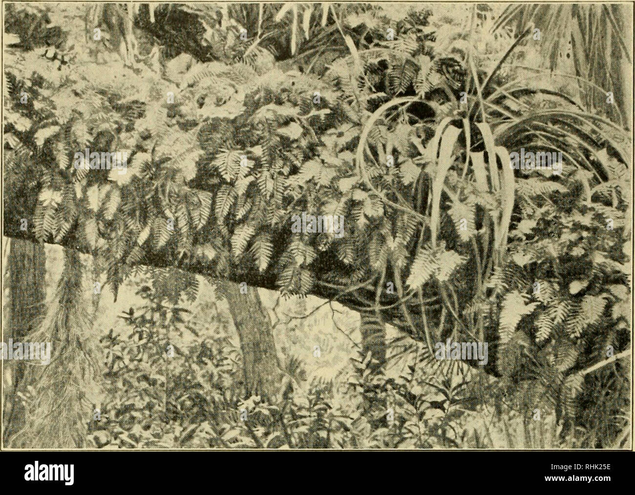 Sub Tropical Root System