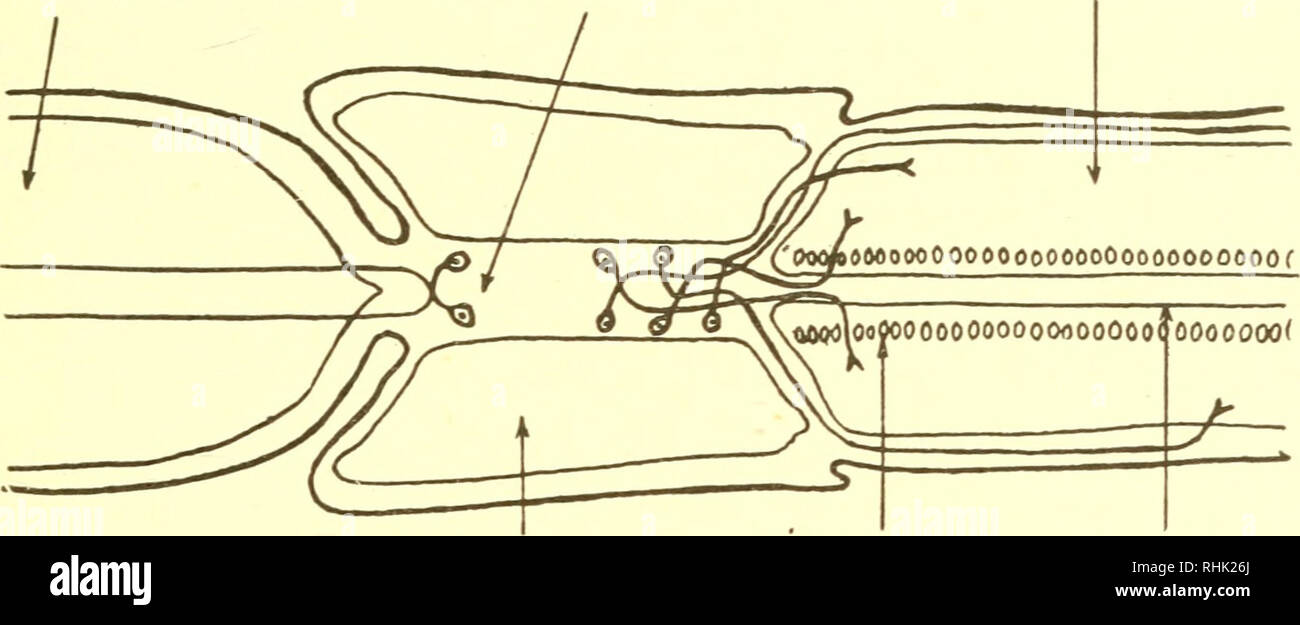 . The biology of marine animals. Marine animals; Physiology ...