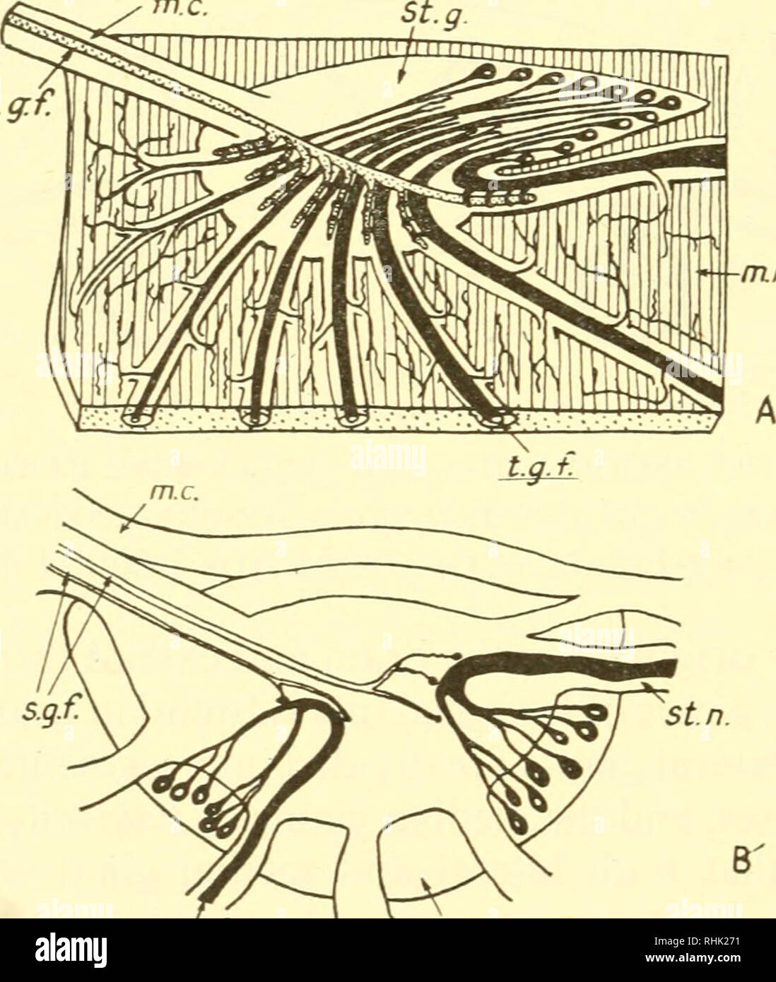 Giant axon hi-res stock photography and images - Alamy