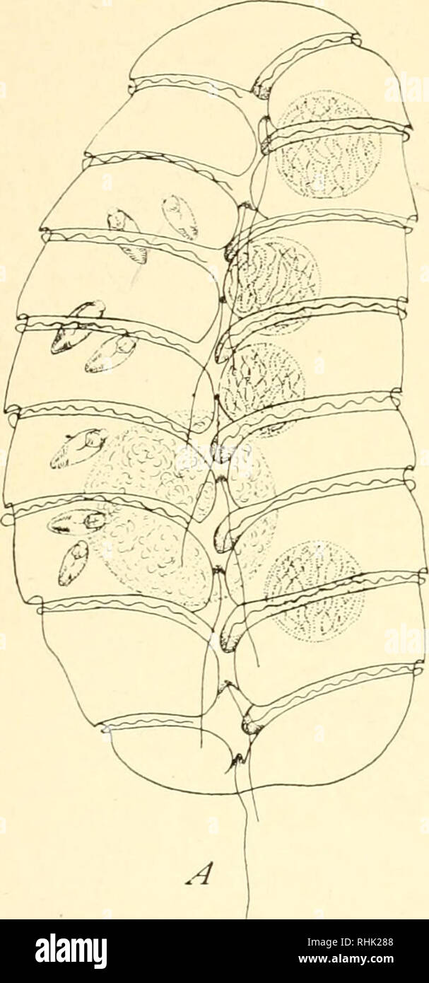 . The biology of the Protozoa. Protozoa; Protozoa. MORPHOLOGY AND ...