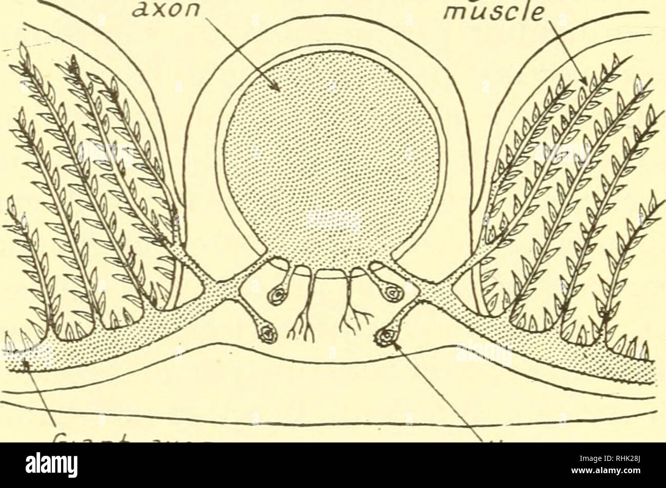 Giant Axon High Resolution Stock Photography and Images - Alamy