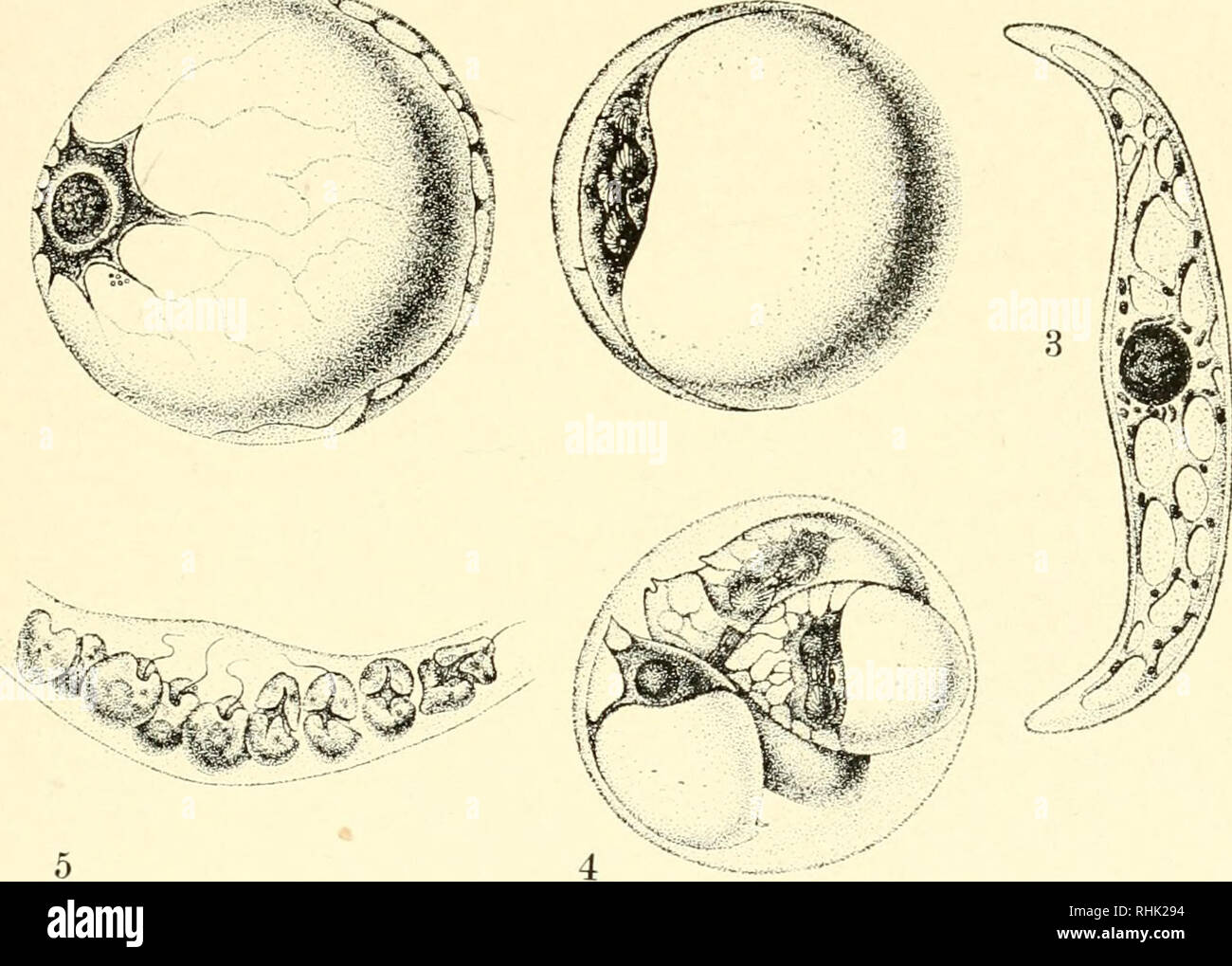 Mastigophora hi-res stock photography and images - Alamy