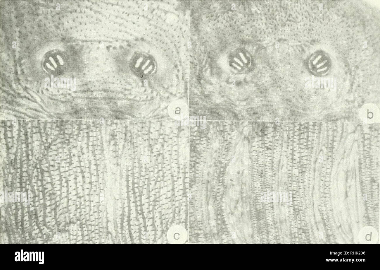 . Bird blow flies (Protocalliphora) in North America (Diptera ...