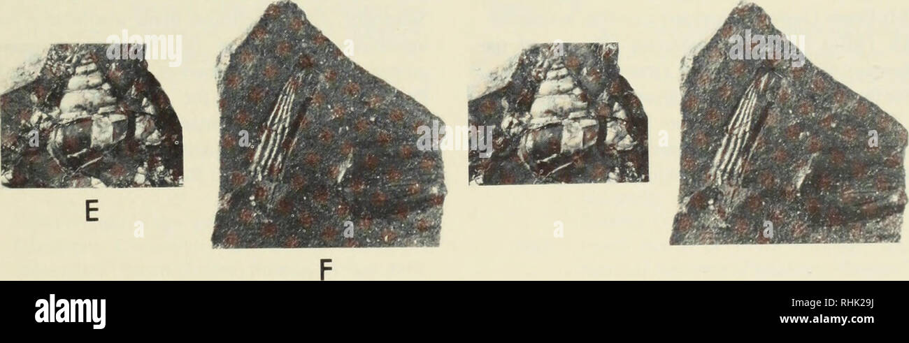 . Biostratigraphy and palaeontology of the Scollard Formation, late ...