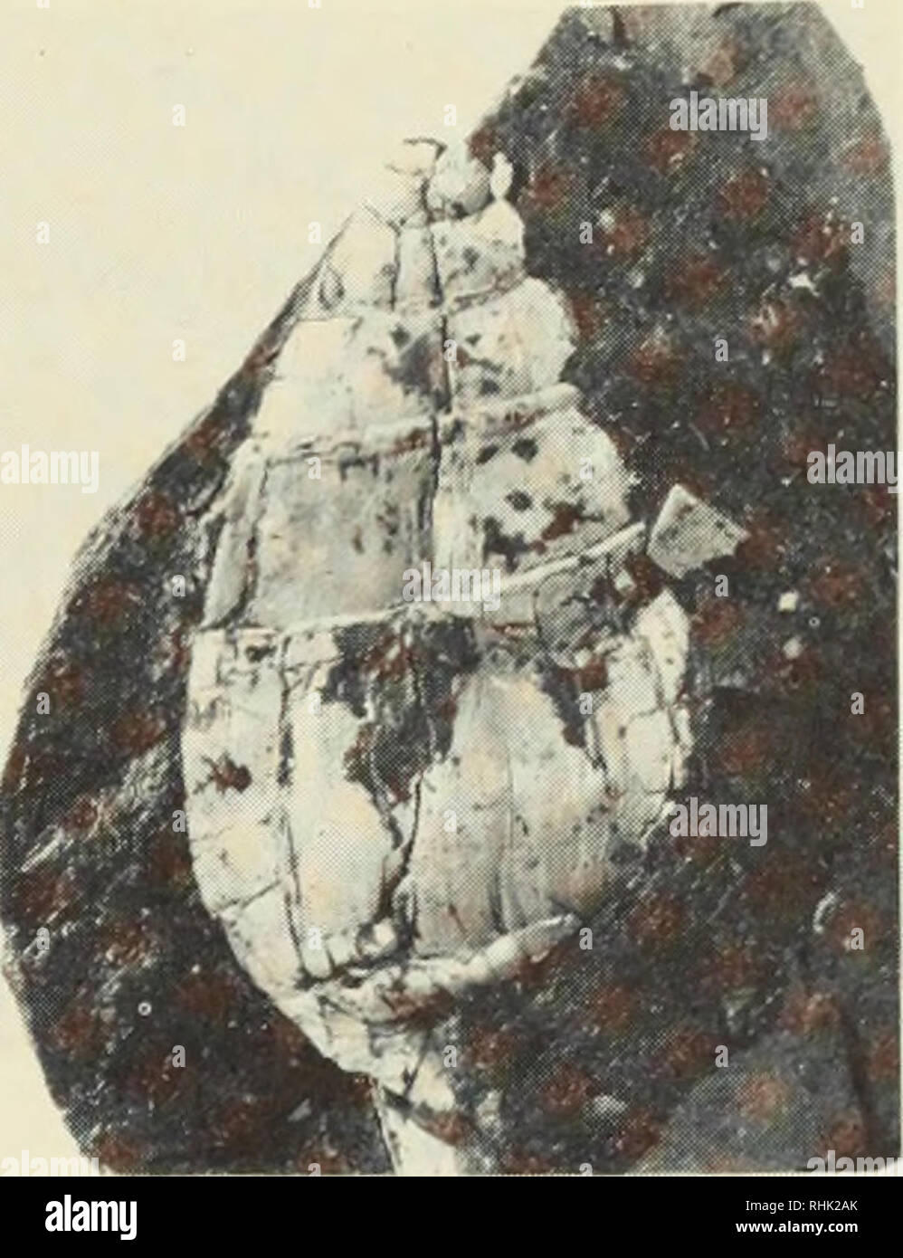 . Biostratigraphy and palaeontology of the Scollard Formation, late ...