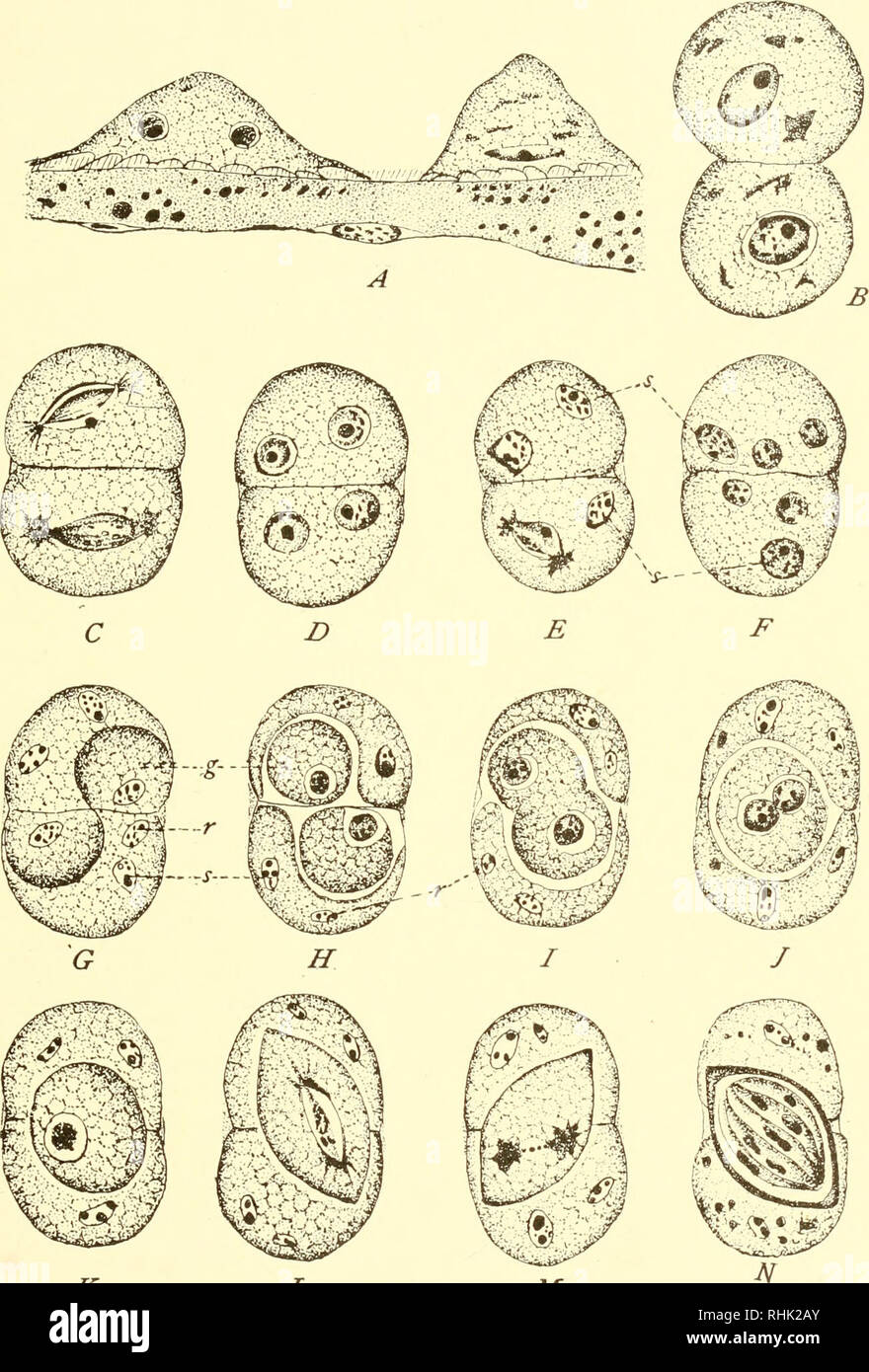 Sporozoites hi-res stock photography and images - Alamy