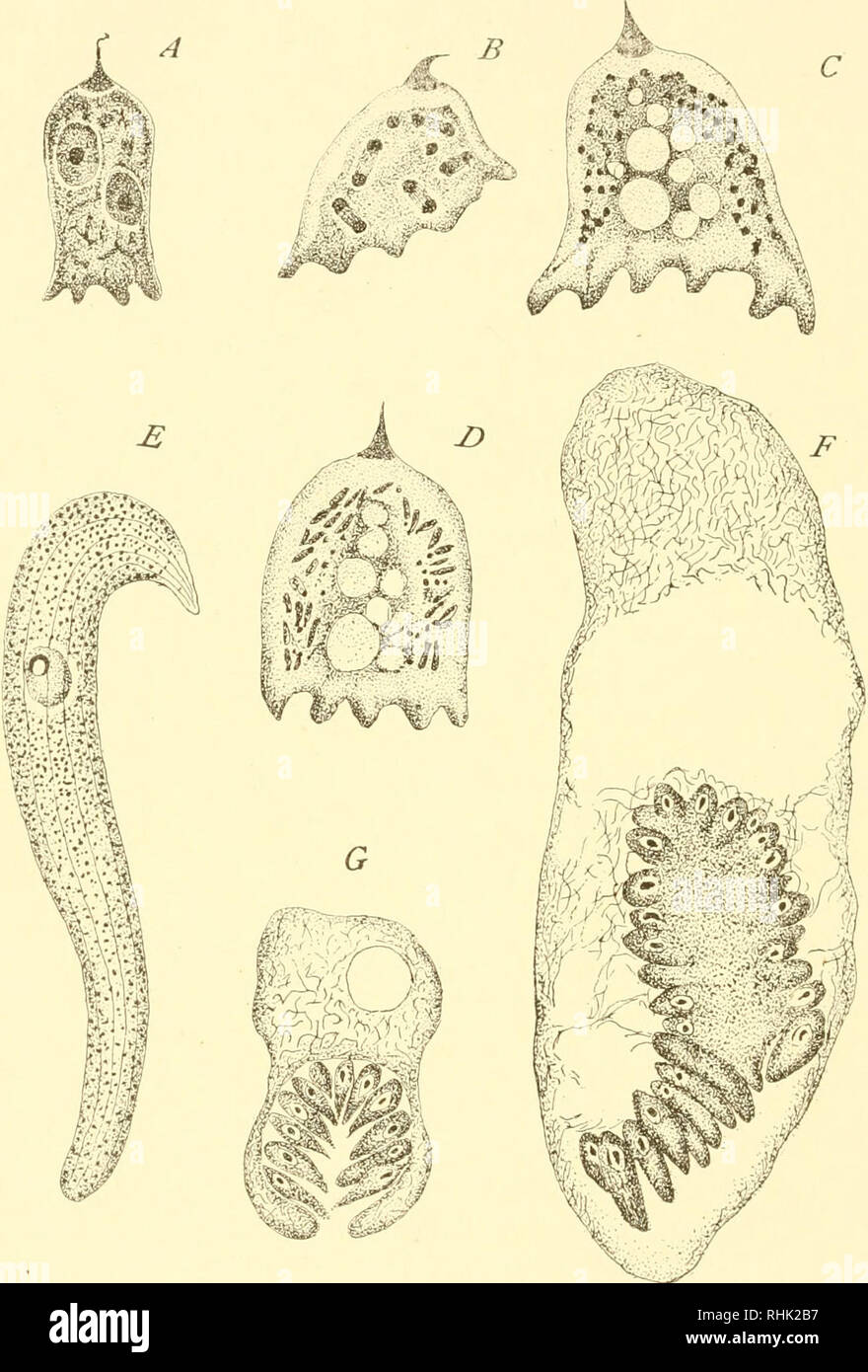 Ameboid hi-res stock photography and images - Alamy