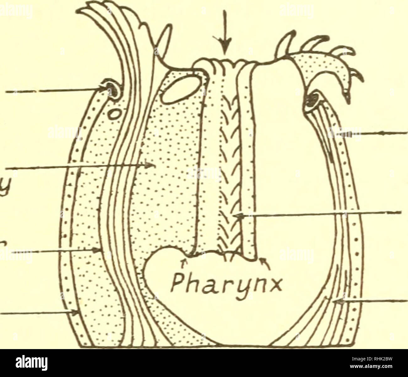 Hydrostatic Skeleton Diagram