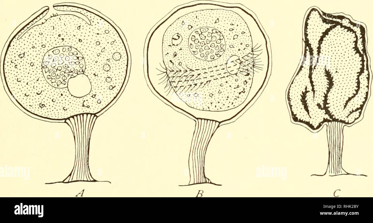 . The biology of the protozoa. Protozoa; Protozoa. REPRODUCTION 229 the ...