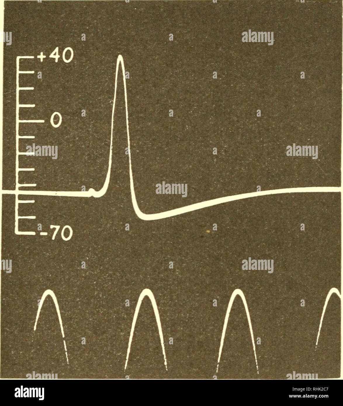 . The biology of marine animals. Marine animals; Physiology ...