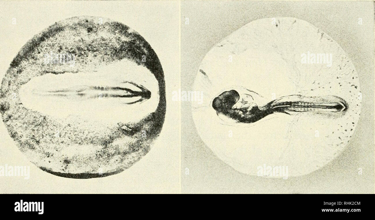 Moth organs hi-res stock photography and images - Alamy