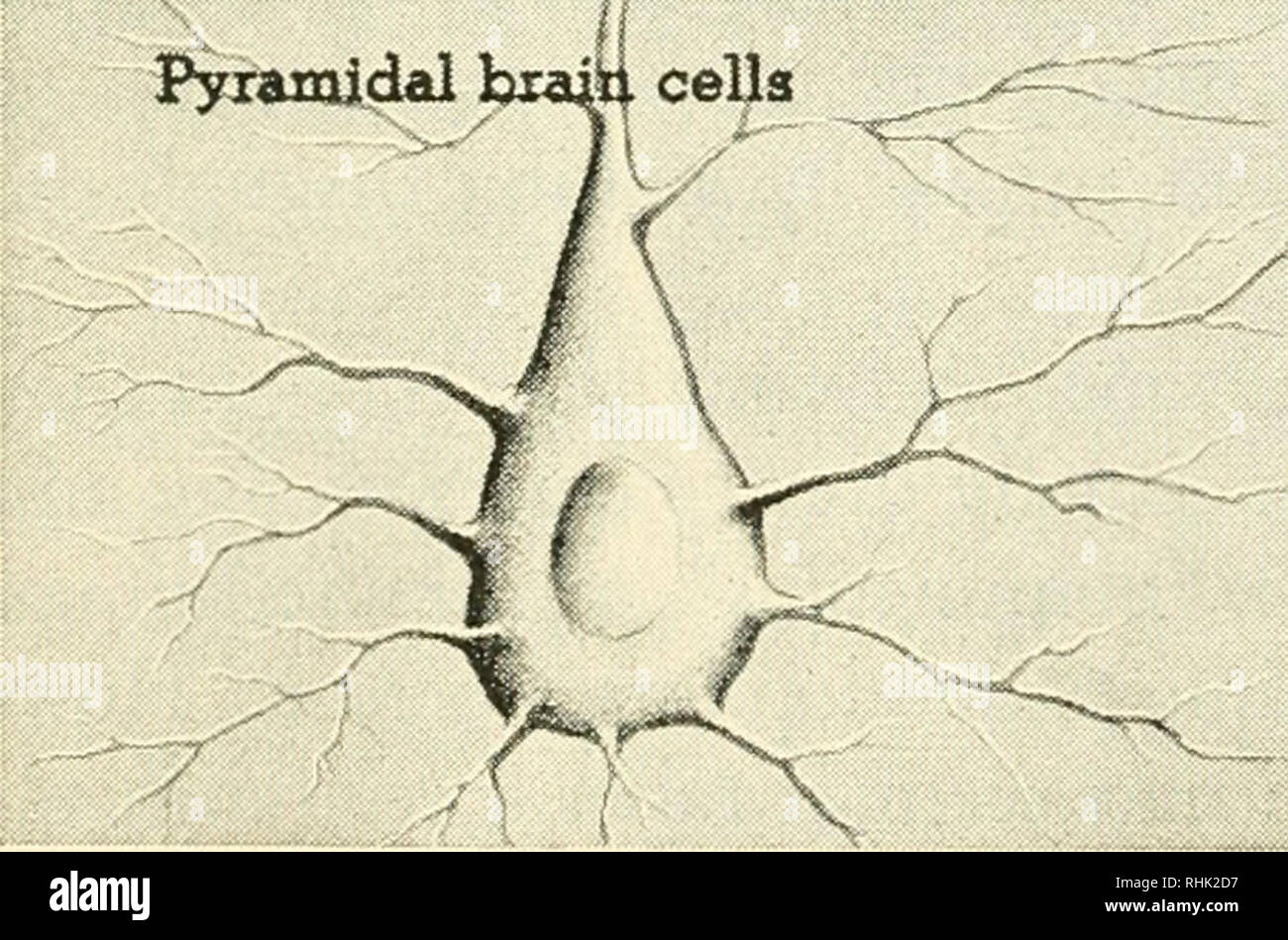 Human skin cell dividing hi-res stock photography and images - Alamy