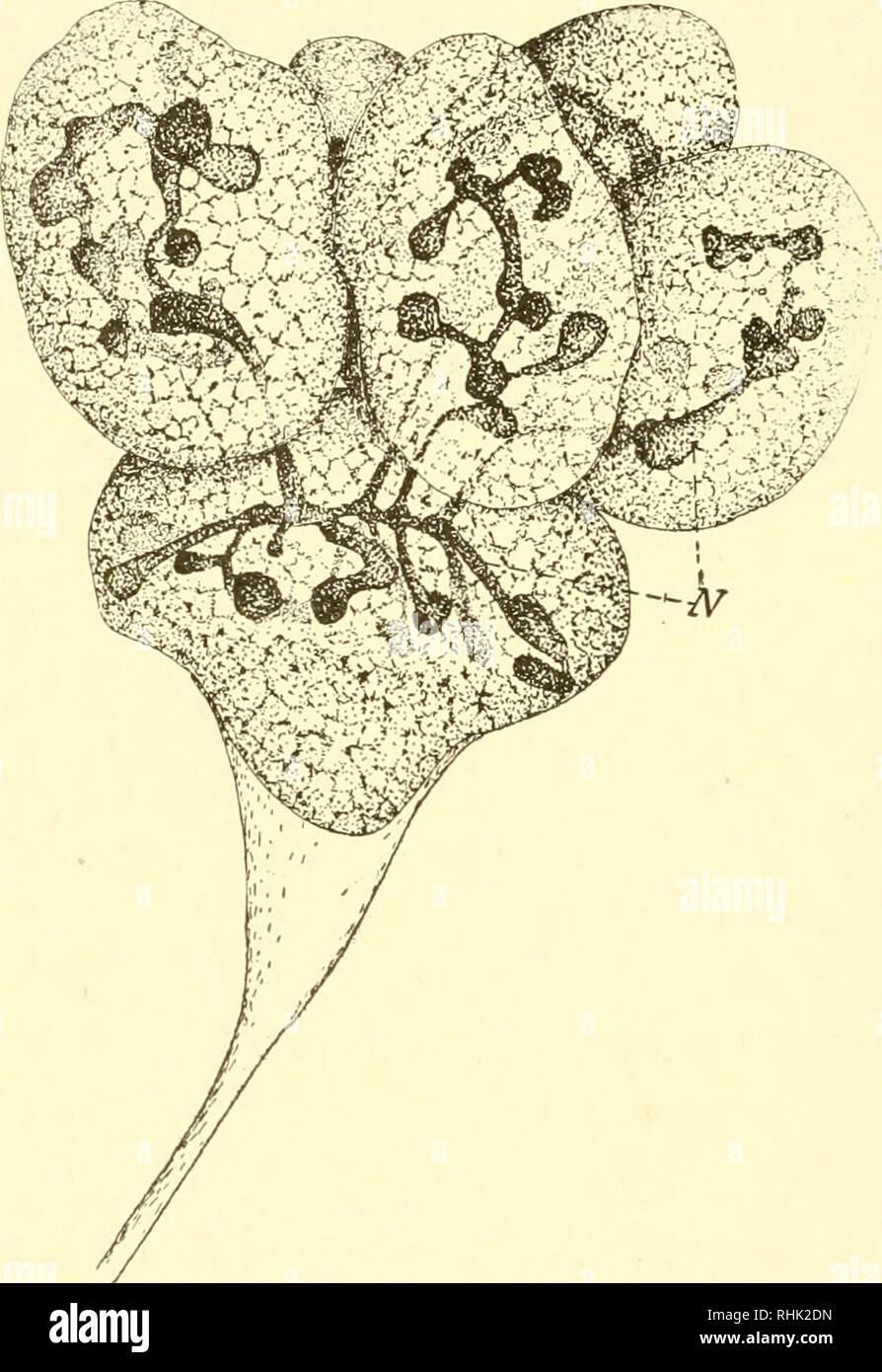 Protozoa mitosis hi-res stock photography and images - Alamy