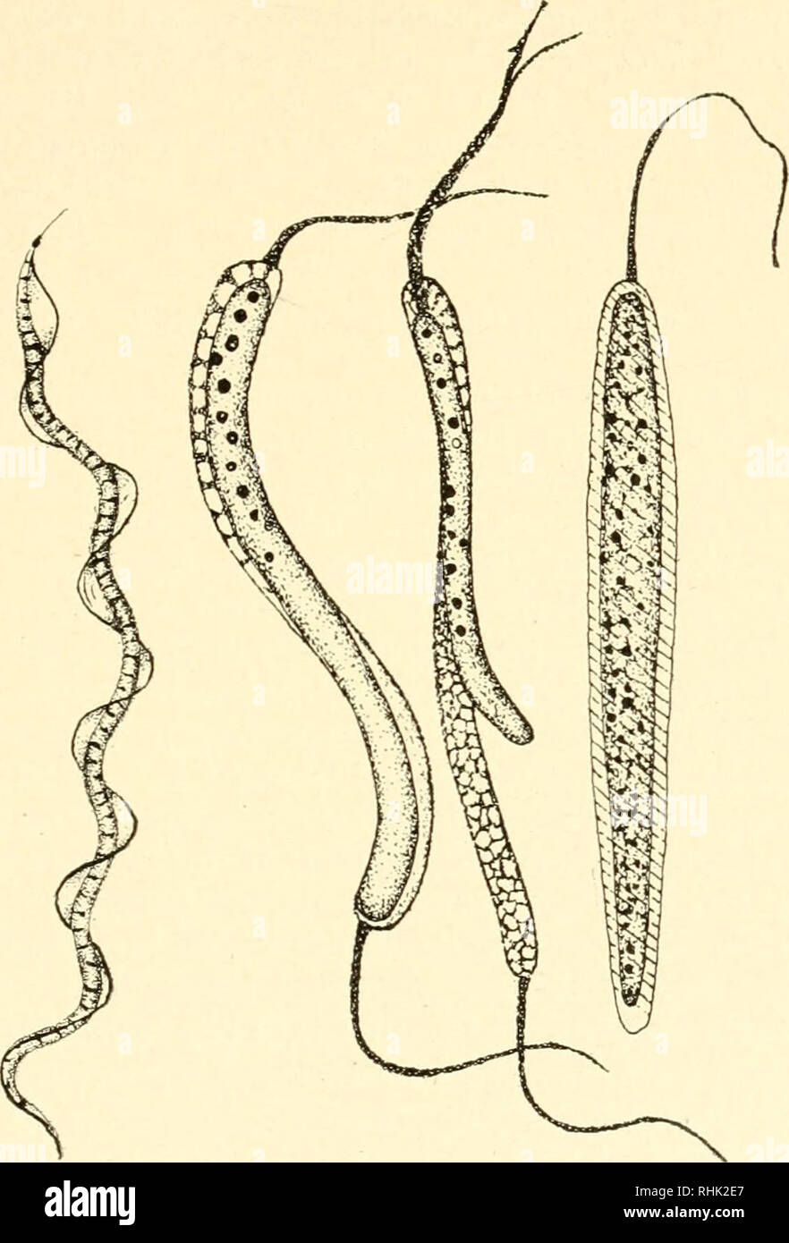 Mastigophora hi-res stock photography and images - Alamy
