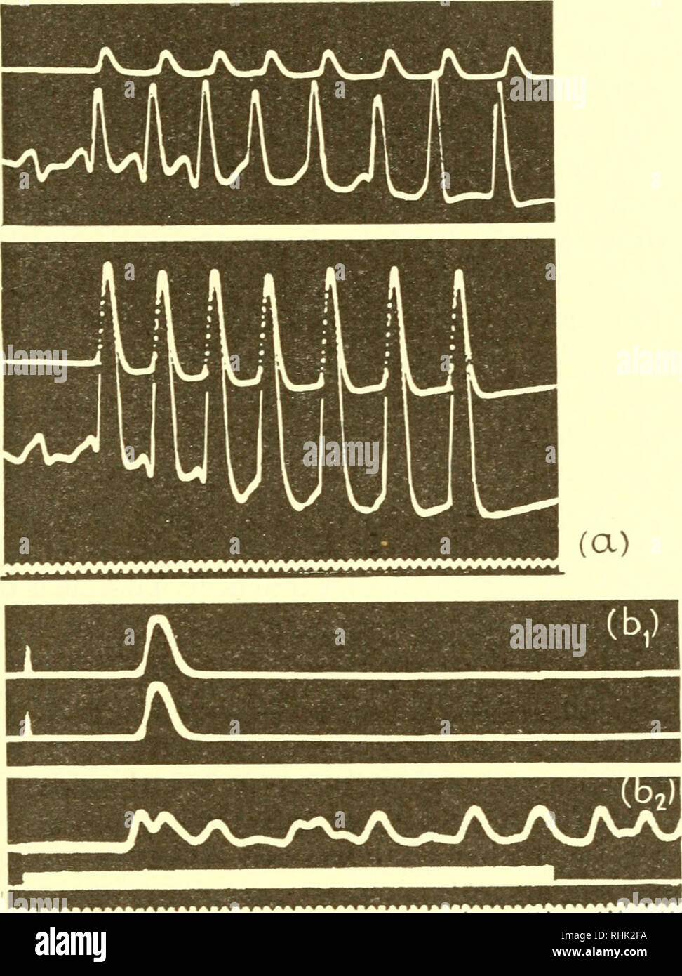 Electric cell eel hi-res stock photography and images - Alamy