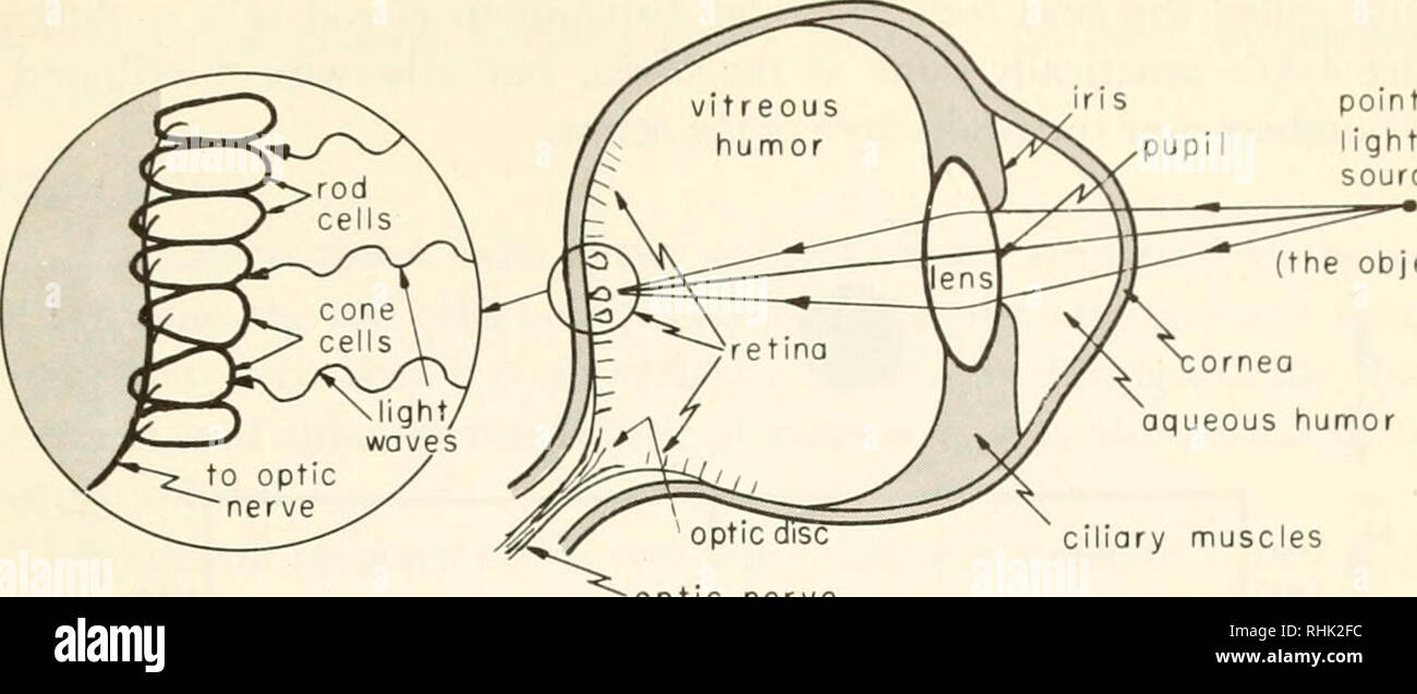 . Biophysics: concepts and mechanisms. Biophysics. SOME INTERACTIONS ...